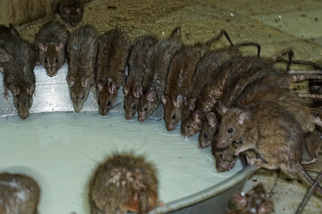 Rats Worshipped At The Karni Mata Temple – Reformed Libertarian